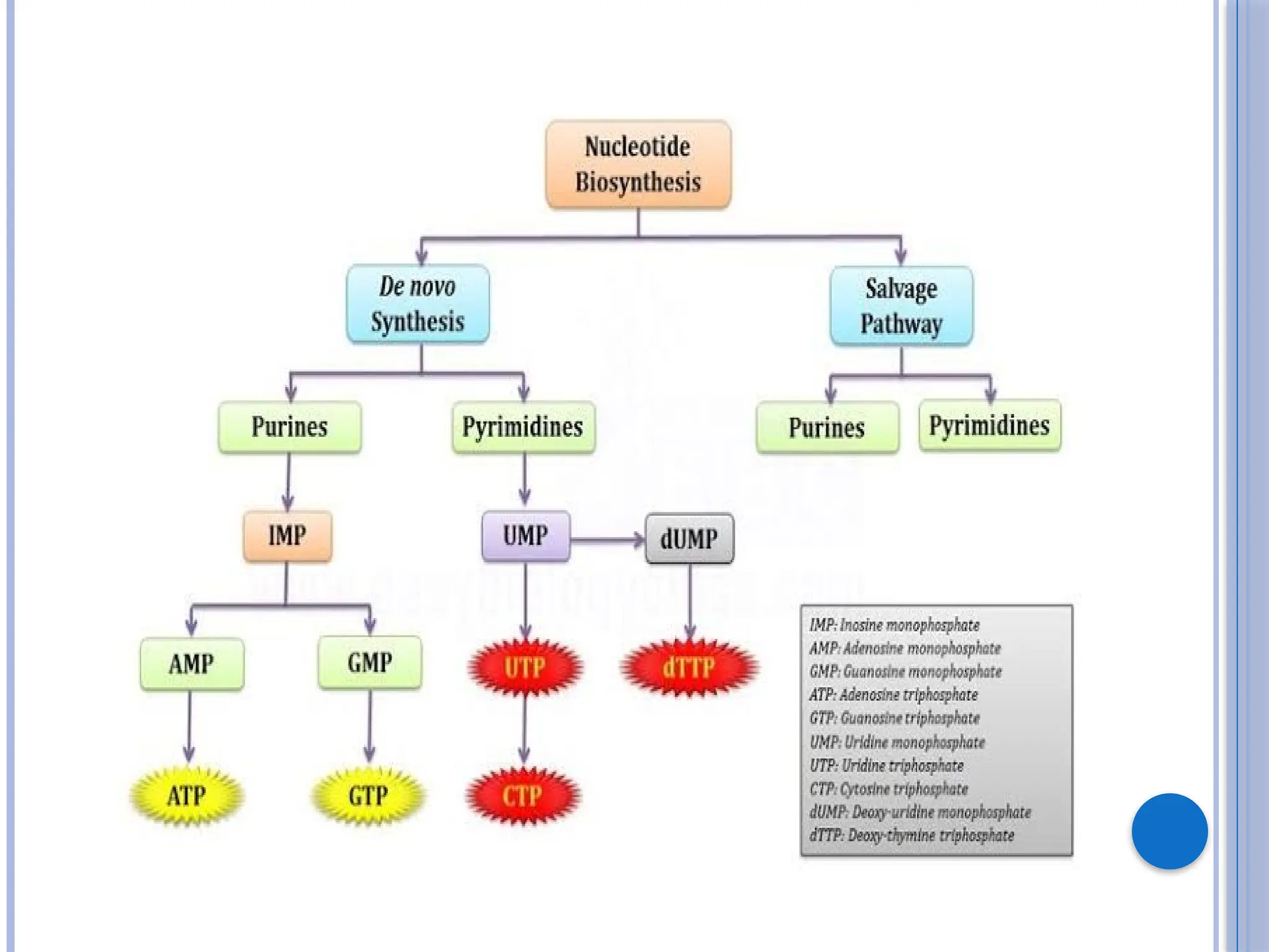 biochemistry 2sem nucleic acid chemistry.pptx