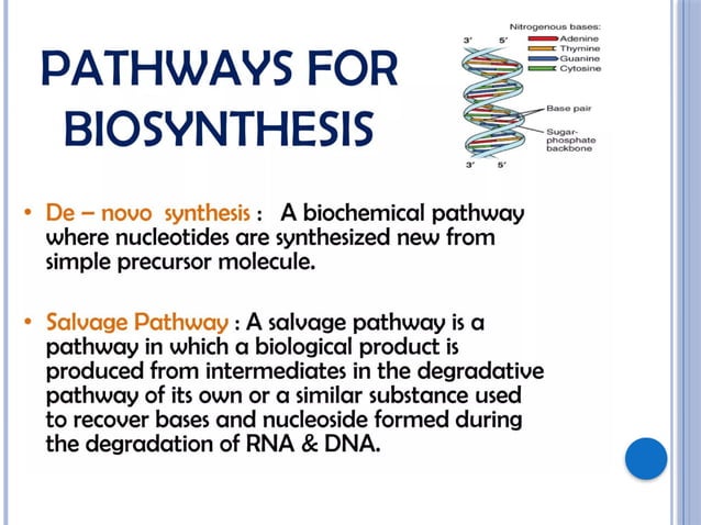 biochemistry 2sem nucleic acid chemistry.pptx