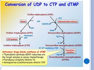 biochemistry 2sem ppt about nucleic acid .pptx