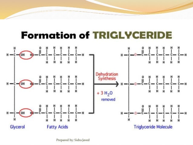 Dehydration Synthesis Lipids