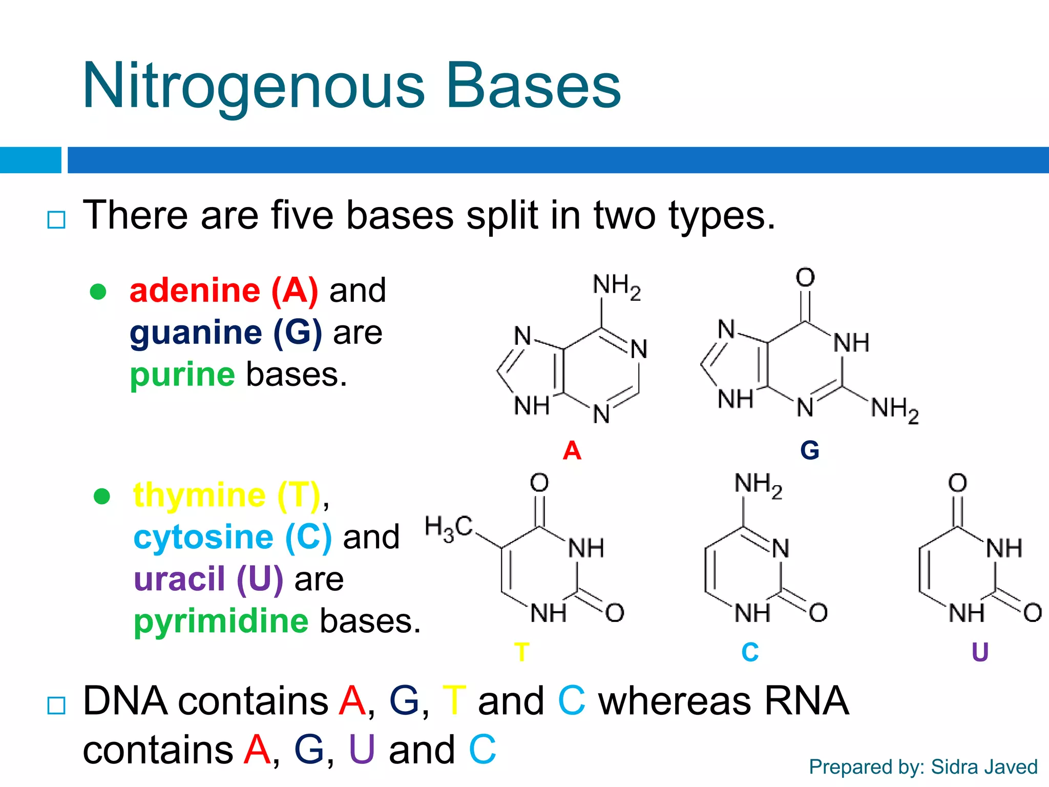 Nucleic Acids | PPTX