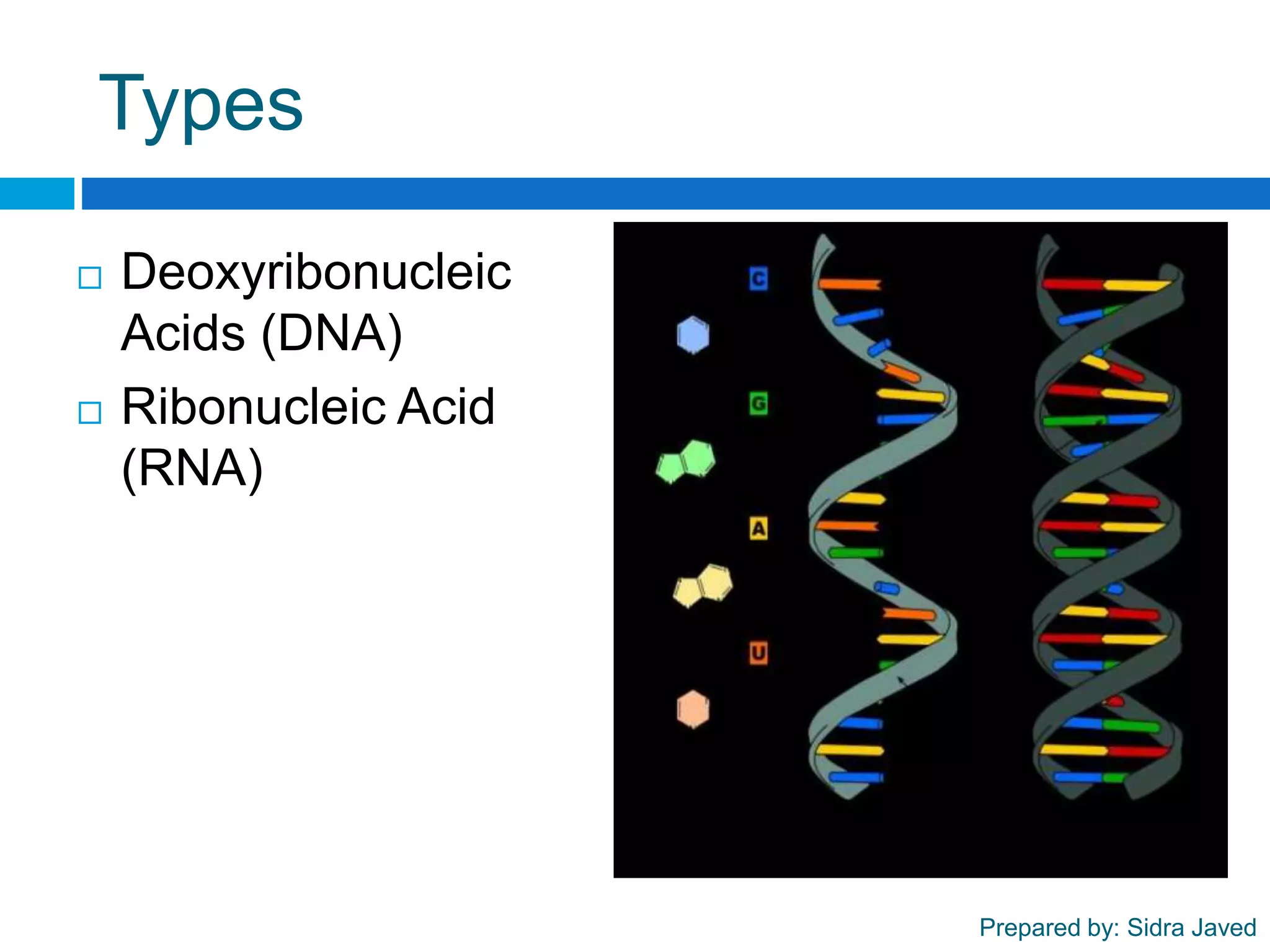 Nucleic Acids | PPTX