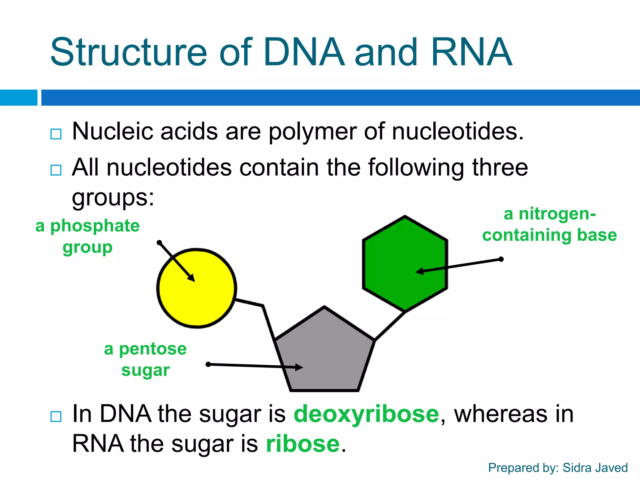 Nucleic Acids | PPTX