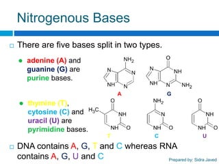 Nucleic Acids | PPTX