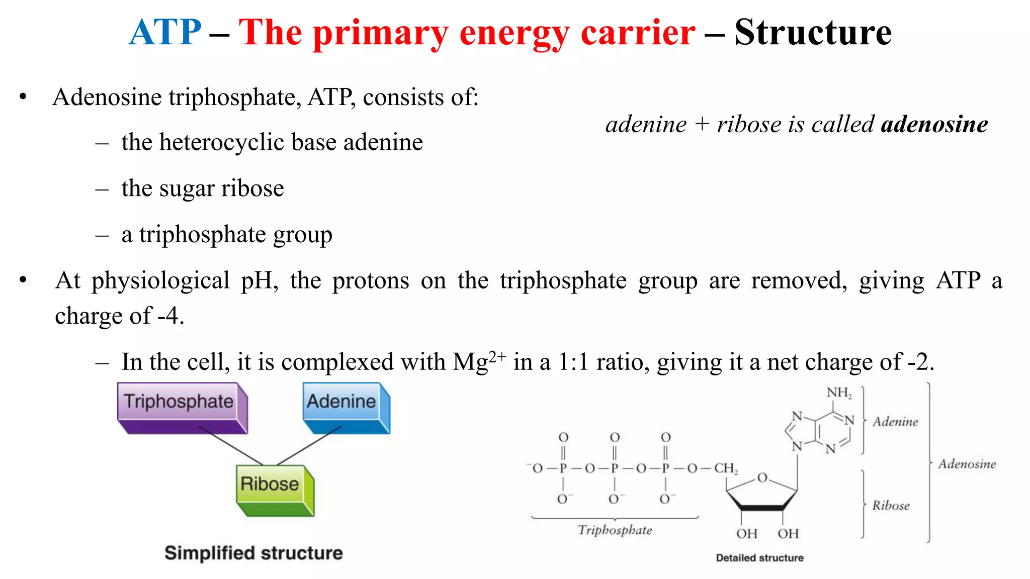 Biochemistry_Bioenergetics | PDF