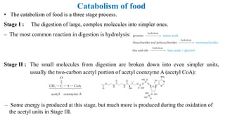 Biochemistry_Bioenergetics | PDF