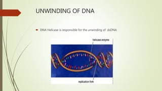 DNA REPLICATION BY NOHA ARSHAD | PPT