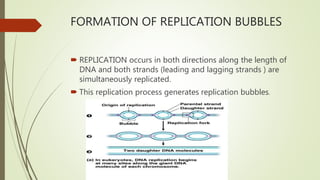 DNA REPLICATION BY NOHA ARSHAD | PPT