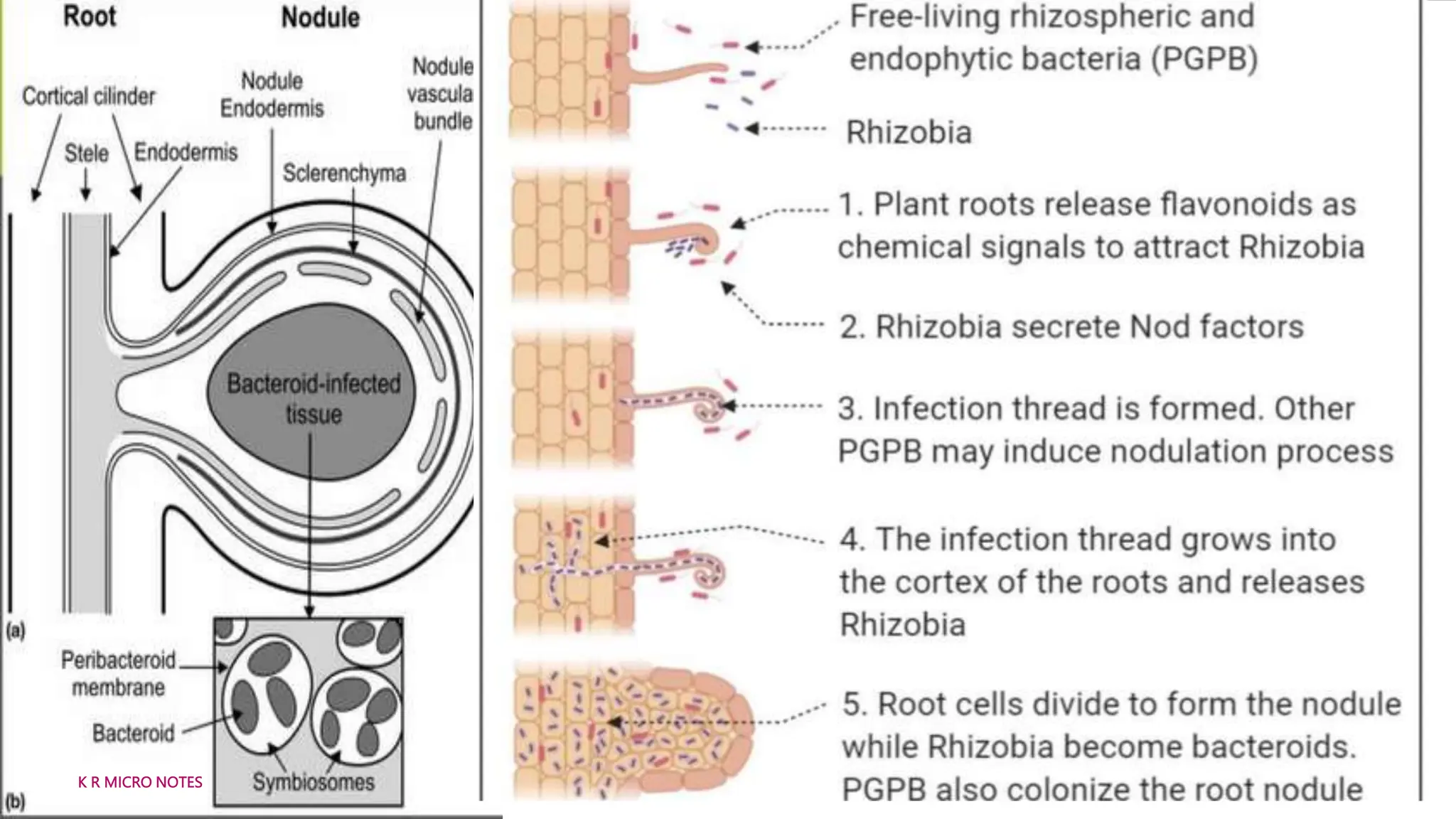 Biochemistry and genetics of Nitrogen fixation in Rhizobium K R.pptx