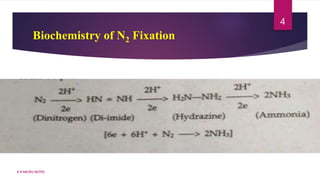 Biochemistry and genetics of Nitrogen fixation in Rhizobium K R.pptx