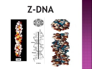 A,B,C,Z DNA | PPTX