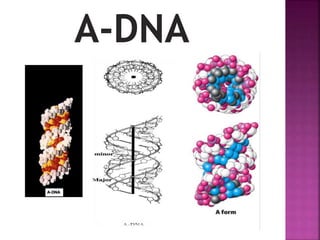 A,B,C,Z DNA | PPTX