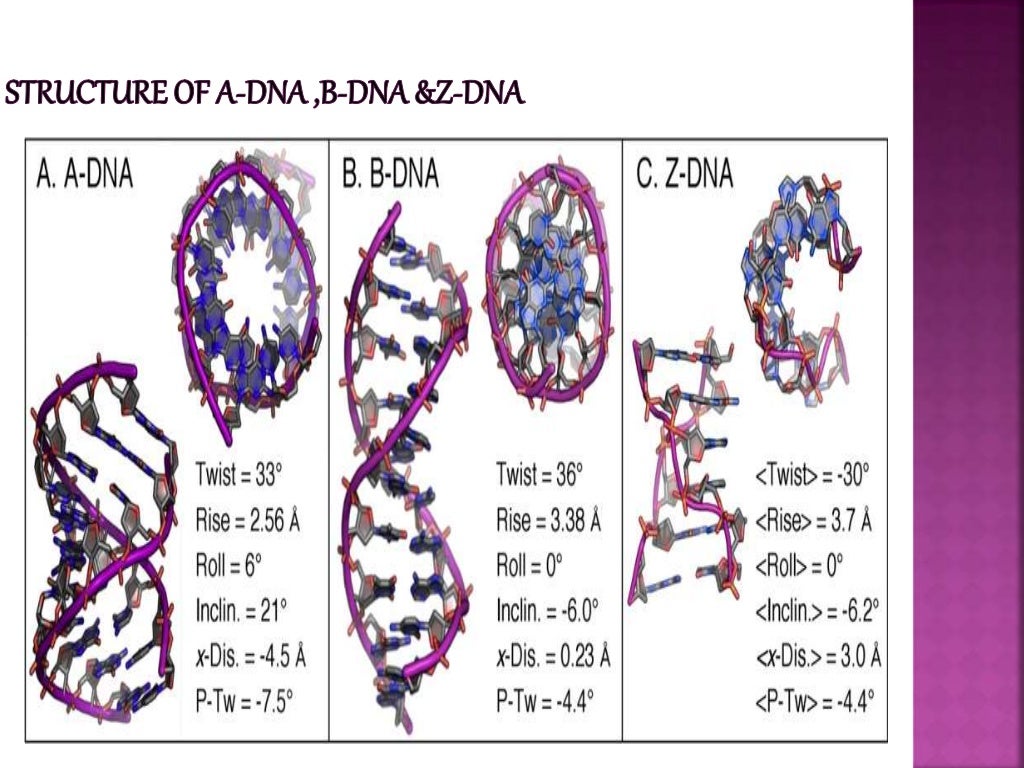 A,B,C,Z DNA