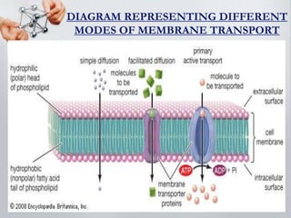 Biochemistry, Biomolecules and Cell: An Introduction | PPTX