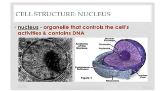 Biochemistry cell (1) | PPT