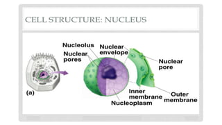 Biochemistry cell (1) | PPT