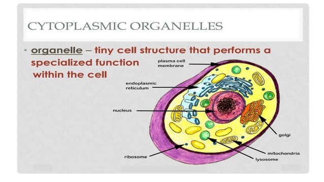 Biochemistry cell (1) | PPTX