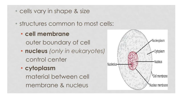 Biochemistry cell (1) | PPT