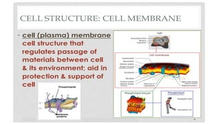 Biochemistry cell (1) | PPT