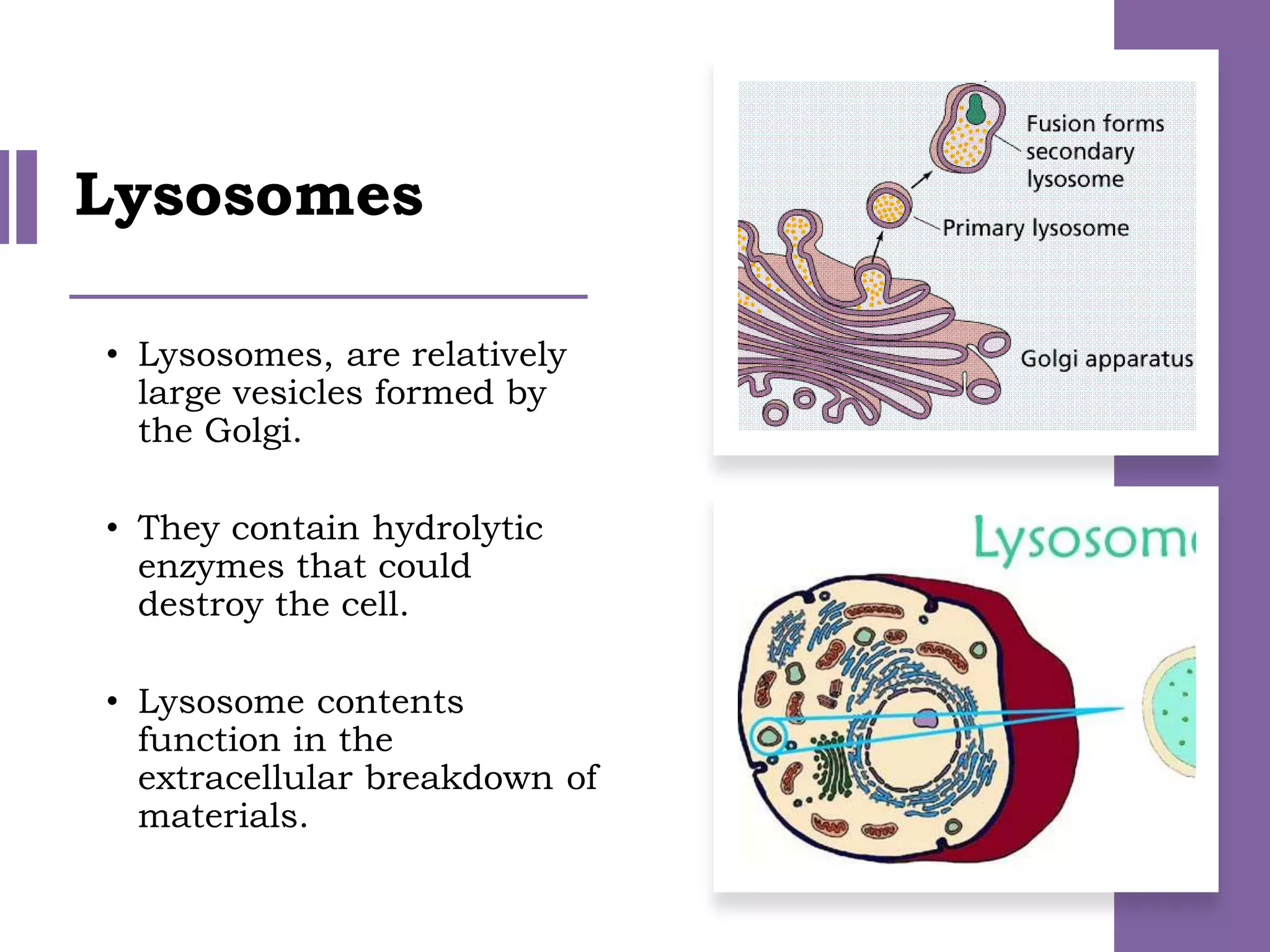 Biochemistry (Cell and its Biochemical Organization) | PDF