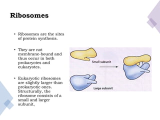 Biochemistry (Cell and its Biochemical Organization) | PDF