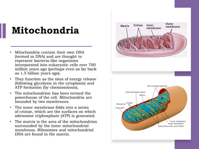 Biochemistry (Cell and its Biochemical Organization) | PDF