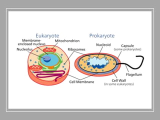 Biochemistry (Cell and its Biochemical Organization) | PDF