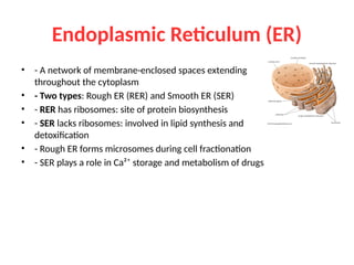 Biochemistry_ER_Golgi.pptxihbyub7t67tf5g6ybgy | PPT