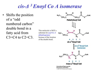Biochemistry_II_Ch._22_Fatty_Acid_Metabolism_Spring_2011.ppt