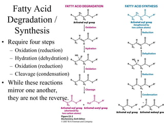 Biochemistry_II_Ch._22_Fatty_Acid_Metabolism_Spring_2011.ppt