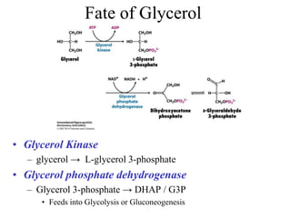 Biochemistry_II_Ch._22_Fatty_Acid_Metabolism_Spring_2011.ppt