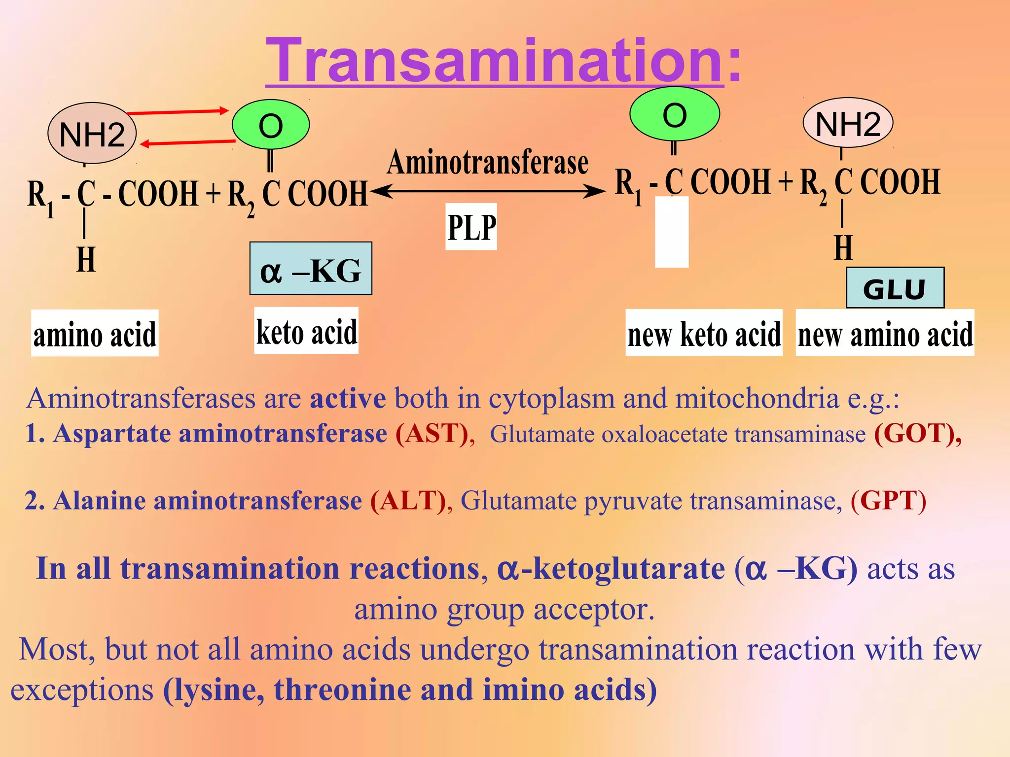 Biochemistry ii protein (metabolism of amino acids) (new edition) | PPT