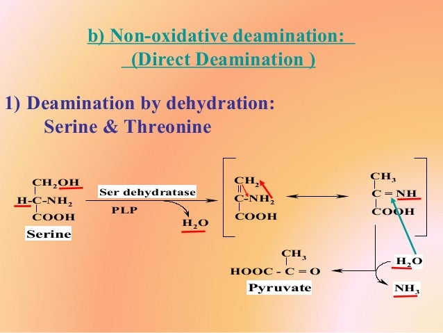 Biochemistry ii protein (metabolism of amino acids) (new edition)