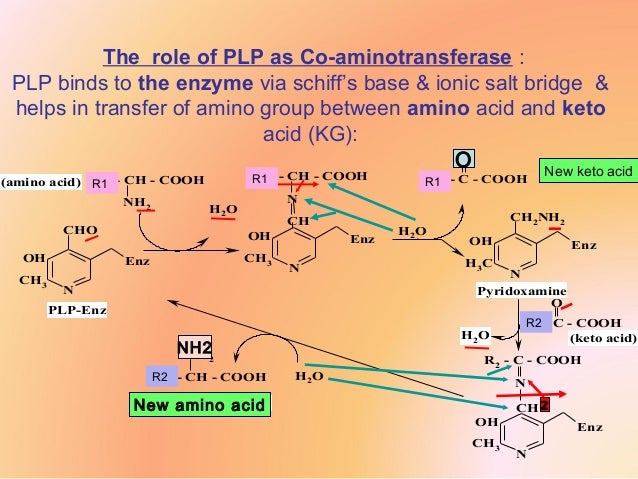 Biochemistry ii protein (metabolism of amino acids) (new edition)