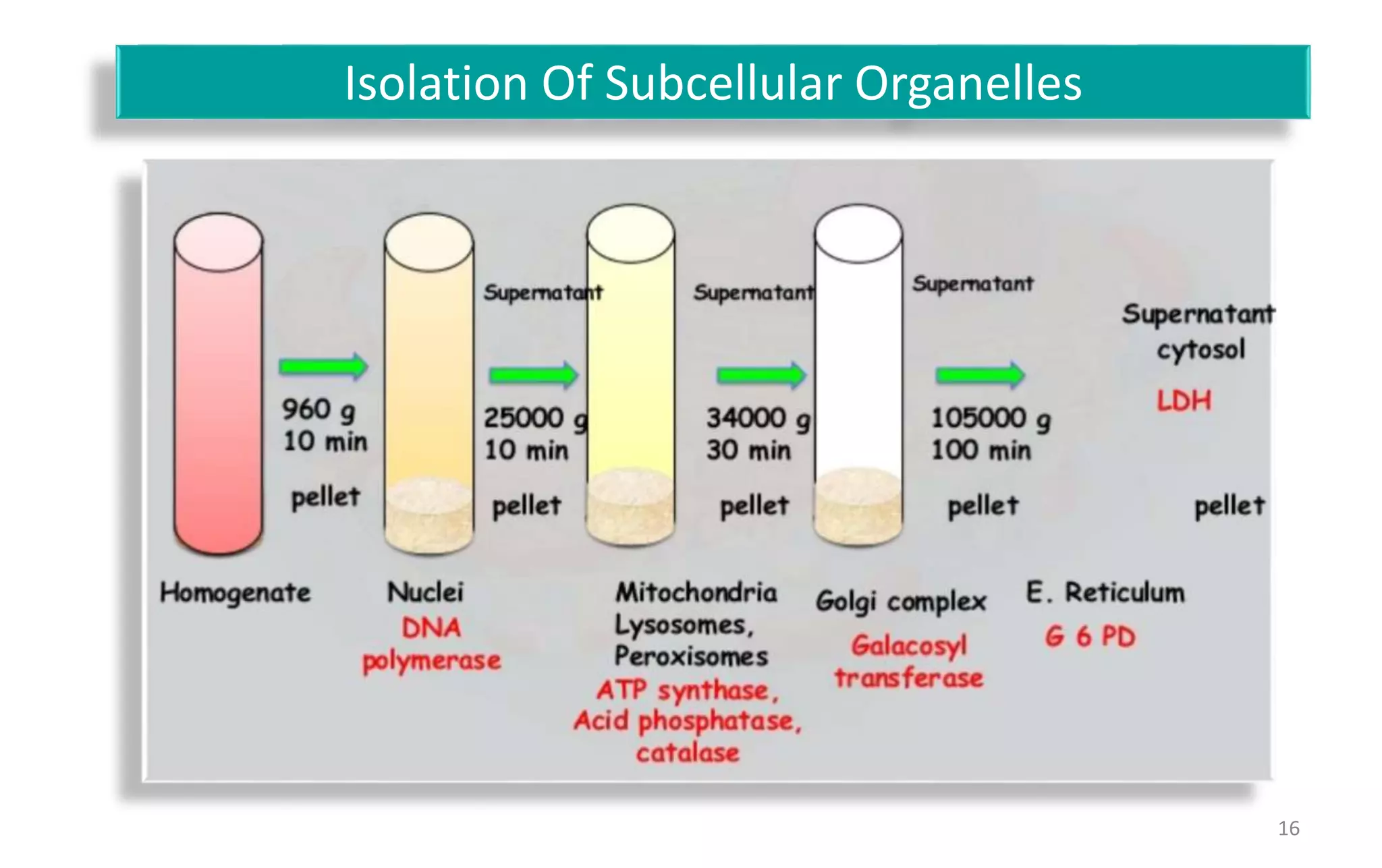 Introduction to Biochemistry | PPTX