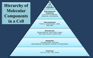 Introduction to Biochemistry | PPTX
