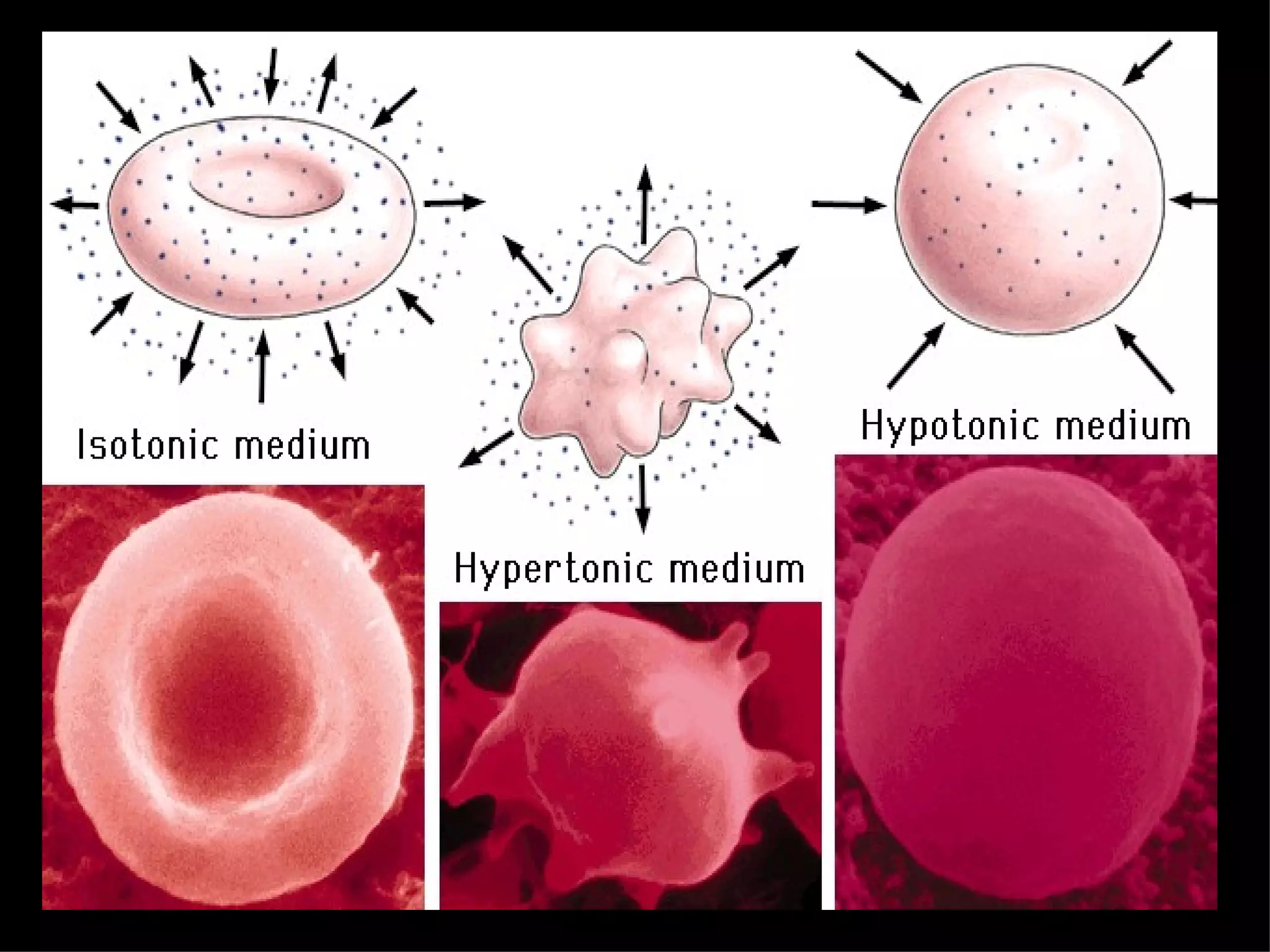 Biochemistry lecture 1 | PPT