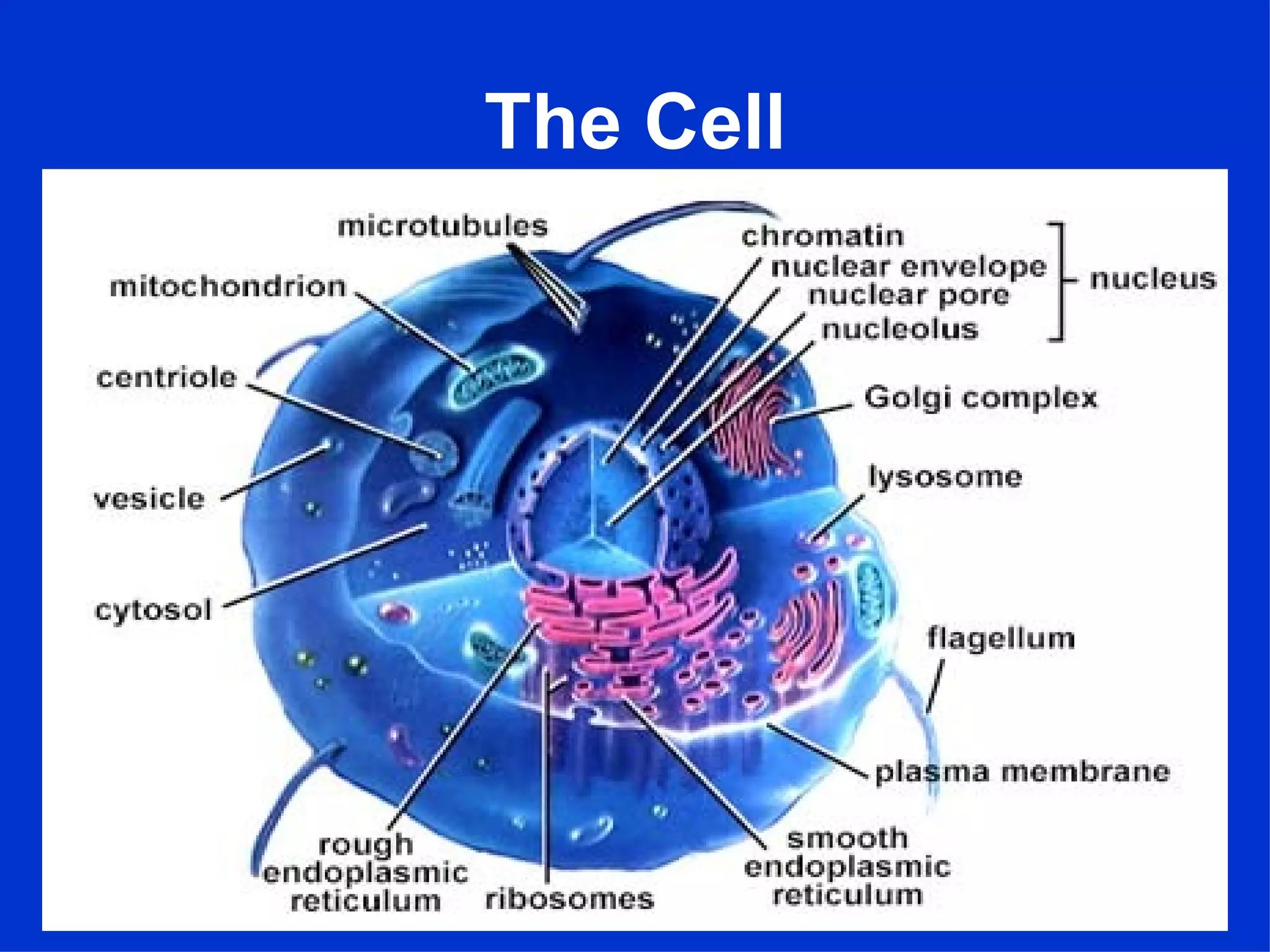 Biochemistry lecture 1 | PPT | Chemistry | Science