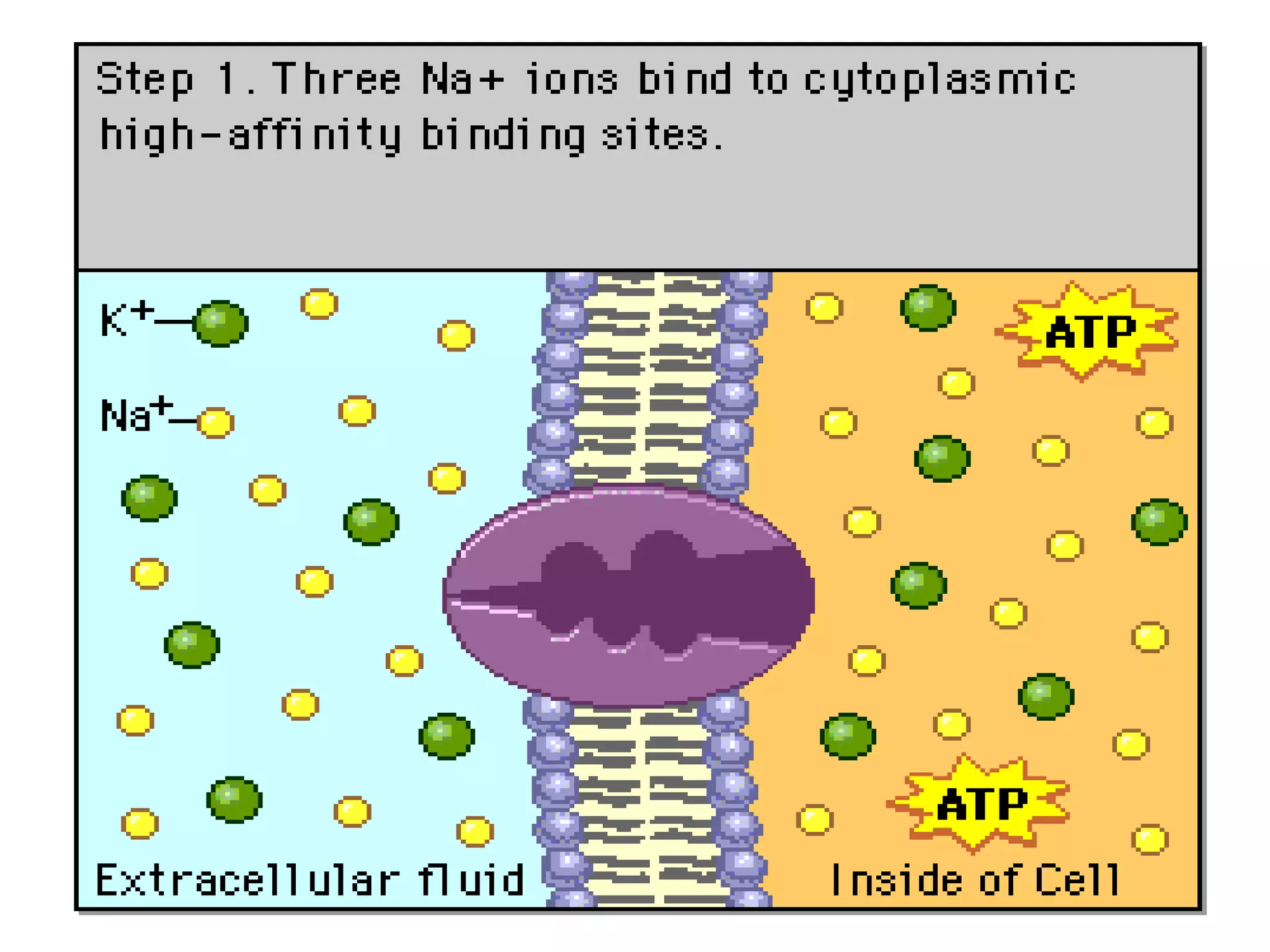 Biochemistry lecture 1 | PPT | Chemistry | Science