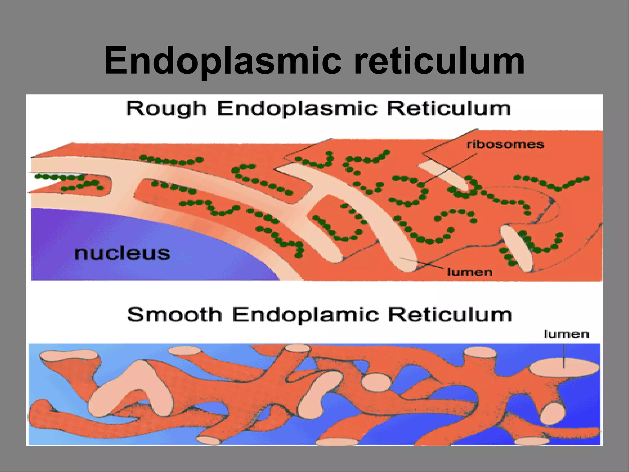 Biochemistry lecture 1 | PPT