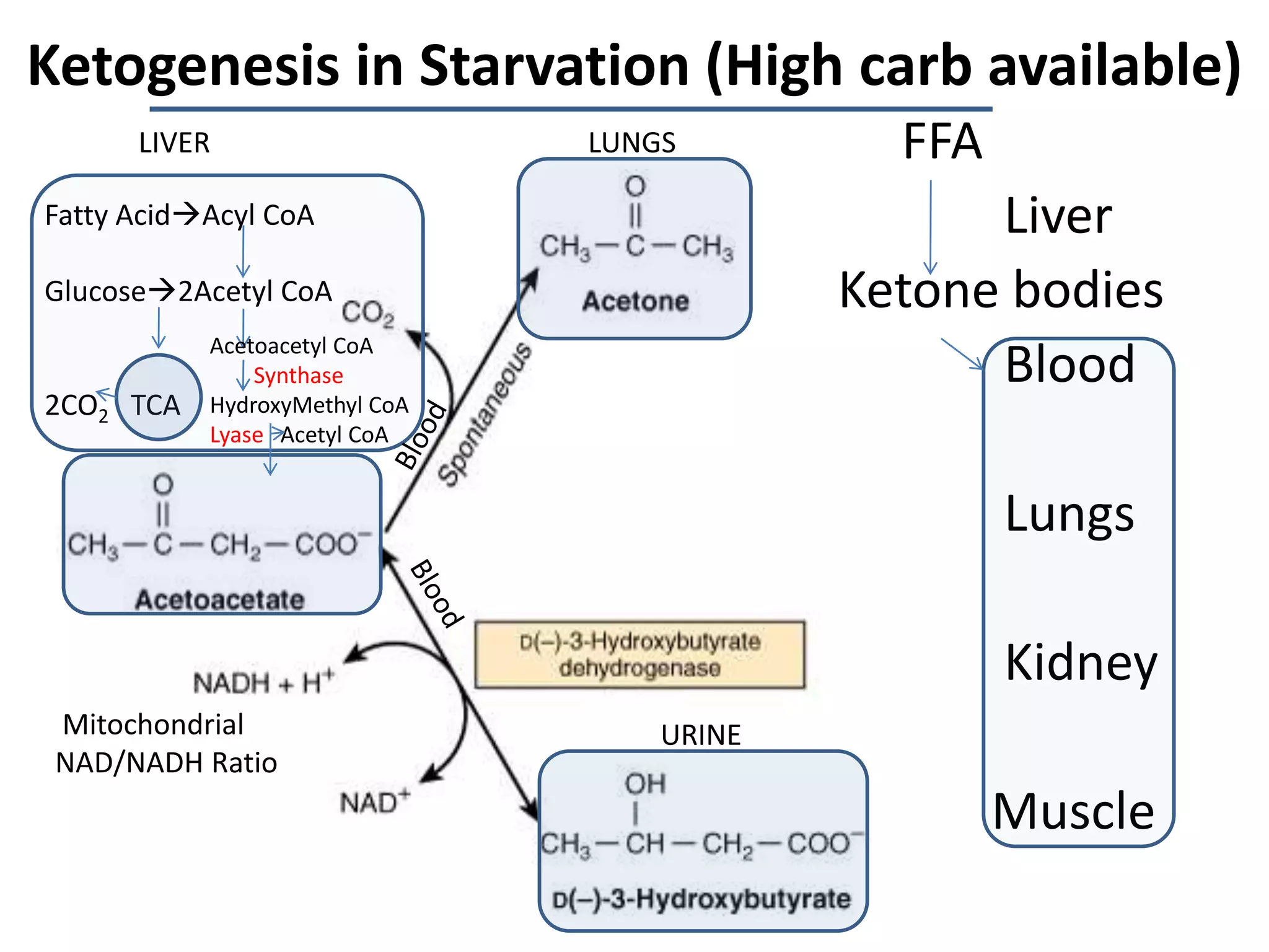 Biochemistry lecture 17 introduction to lipid metabolism with clinical ...