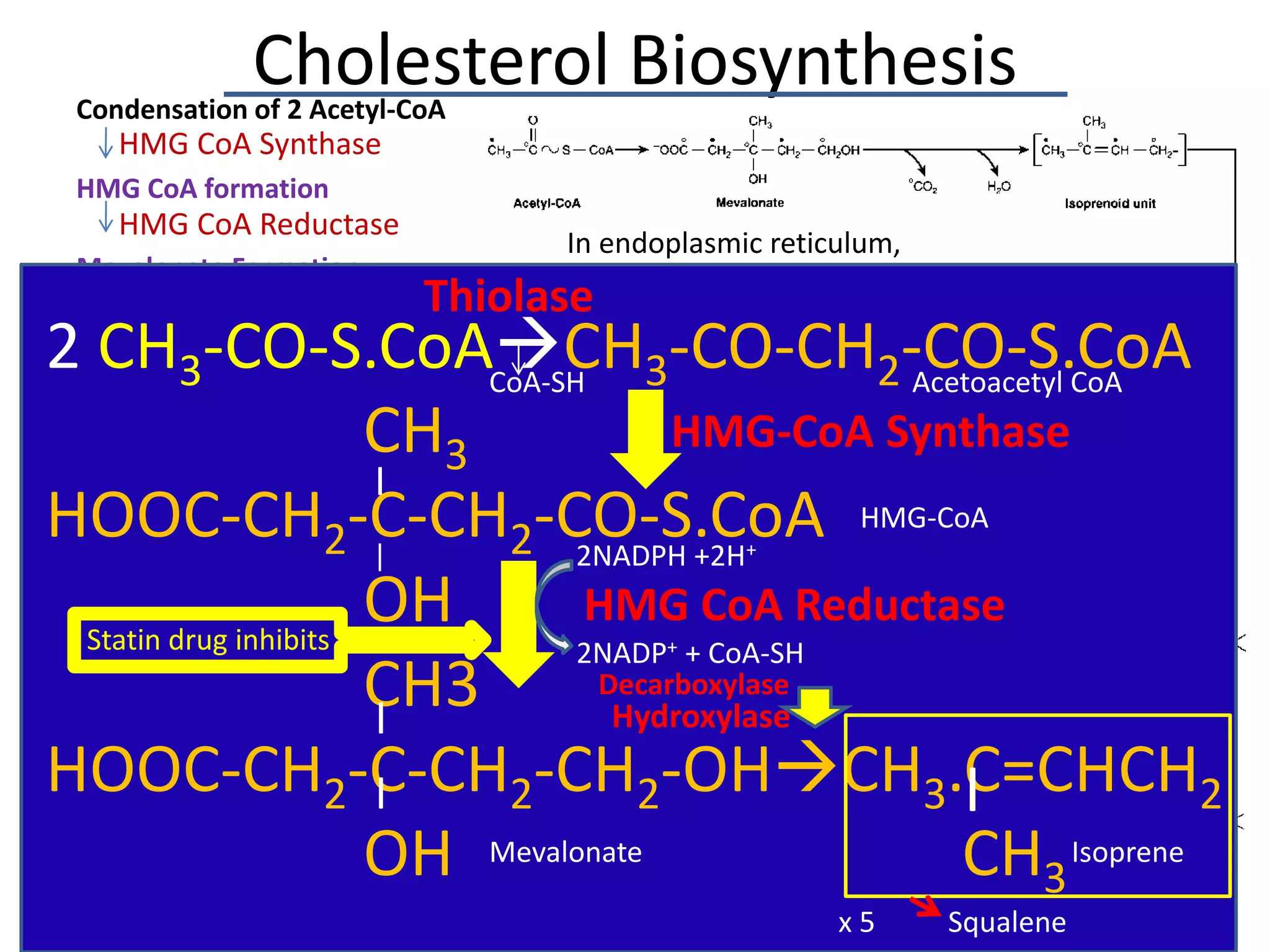 Biochemistry lecture 17 introduction to lipid metabolism with clinical case studies | PPT