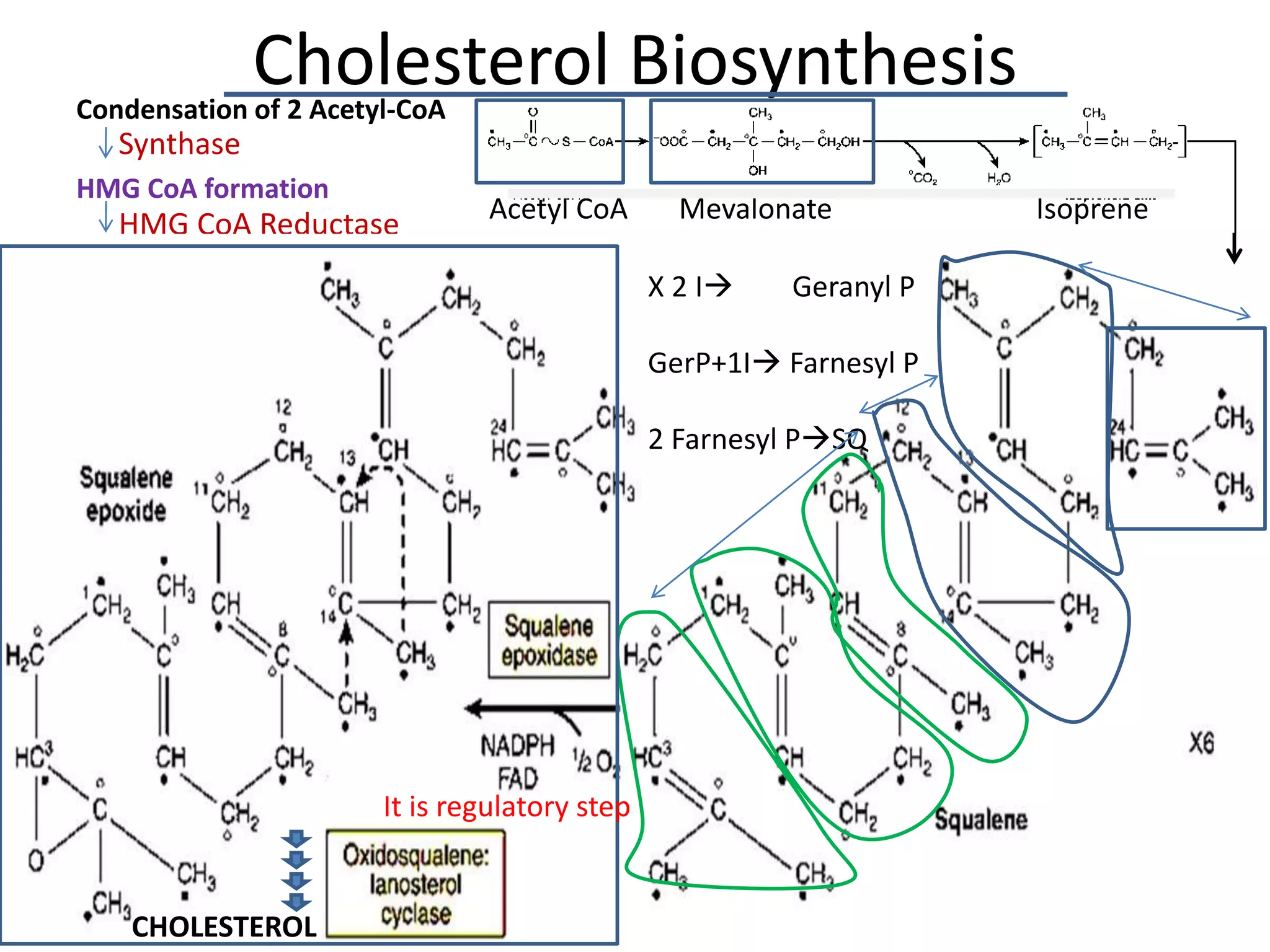 Biochemistry lecture 17 introduction to lipid metabolism with clinical case studies | PPT