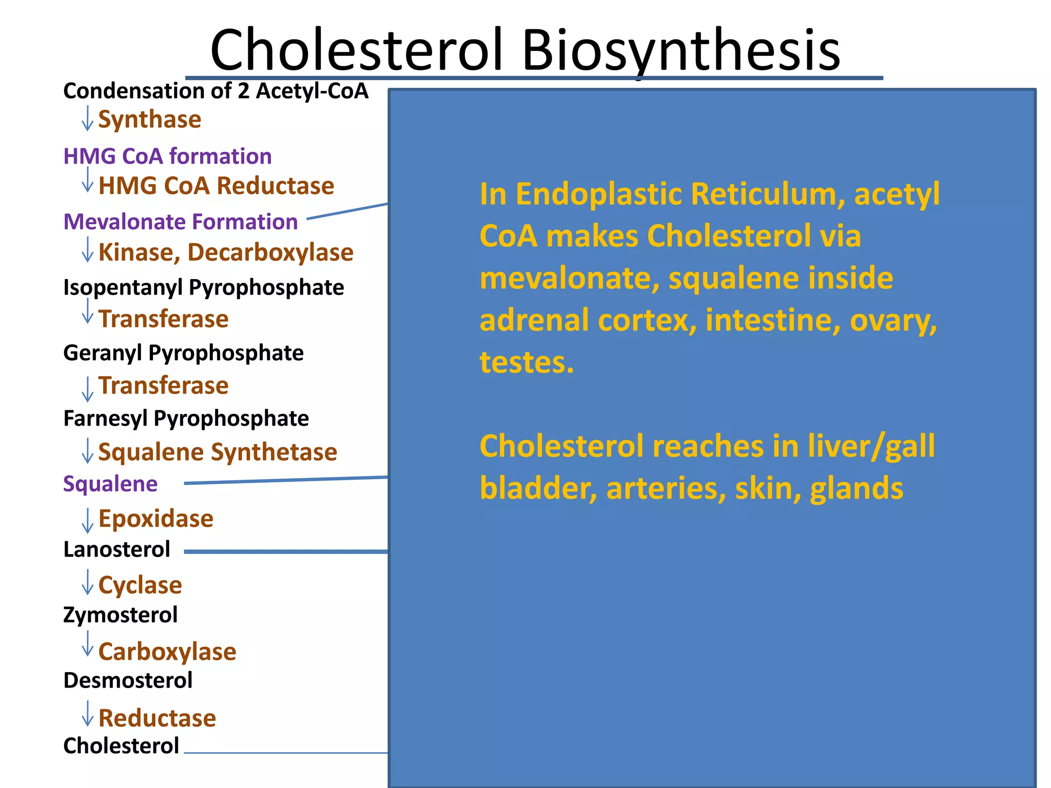 Biochemistry lecture 17 introduction to lipid metabolism with clinical case studies | PPT