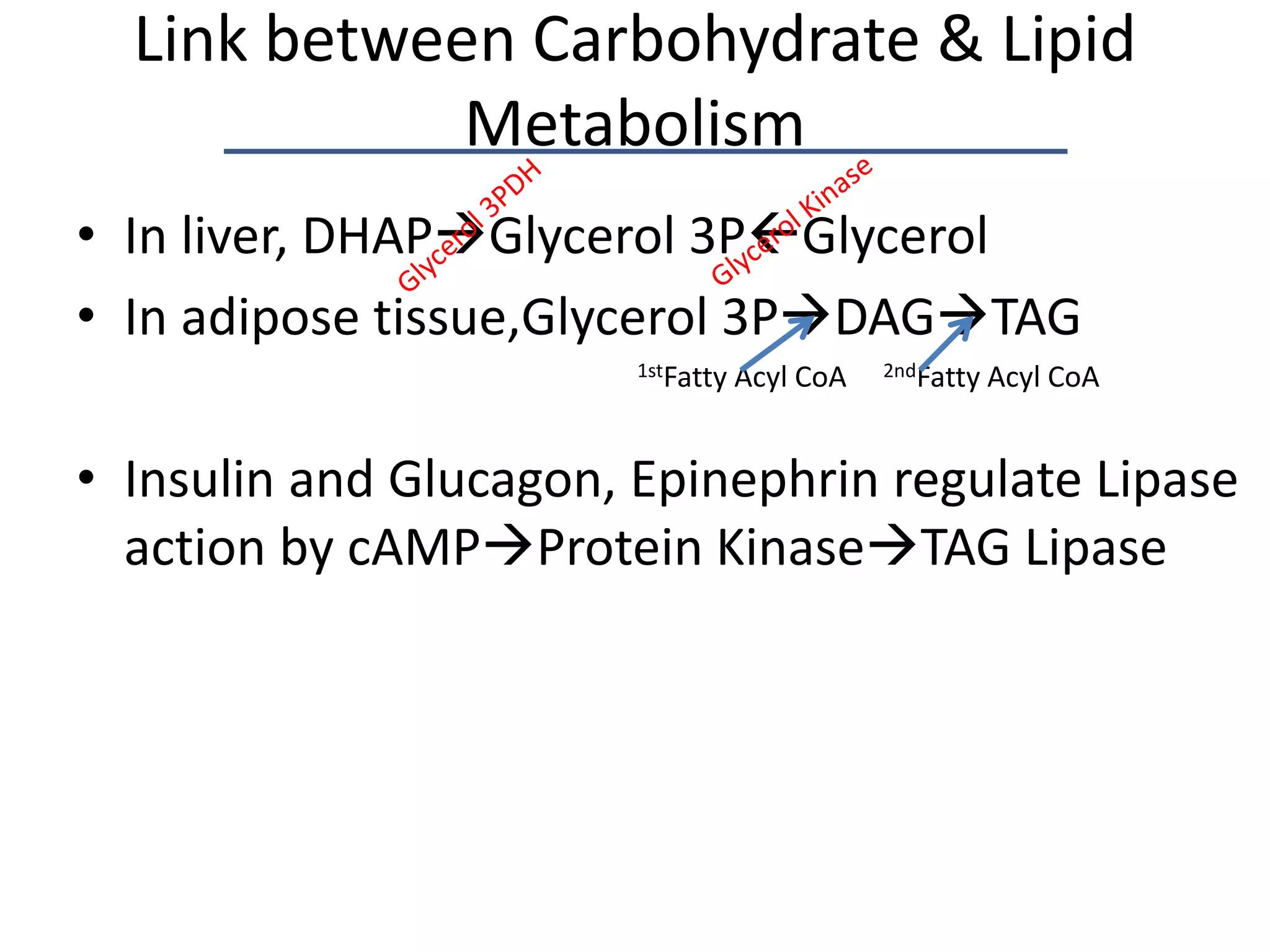 Biochemistry lecture 17 introduction to lipid metabolism with clinical ...