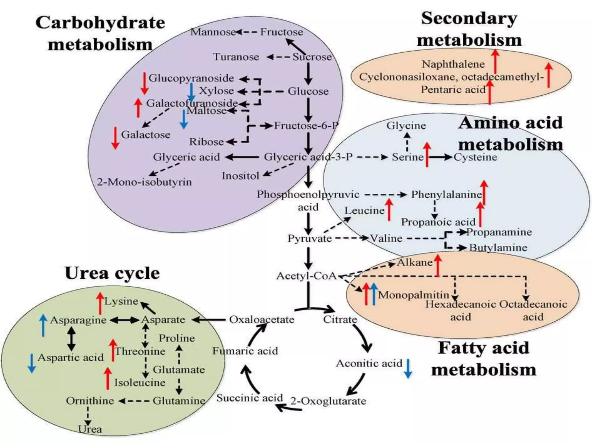 Biochemistry lecture 28 intermediary metabolism, diseases with case ...