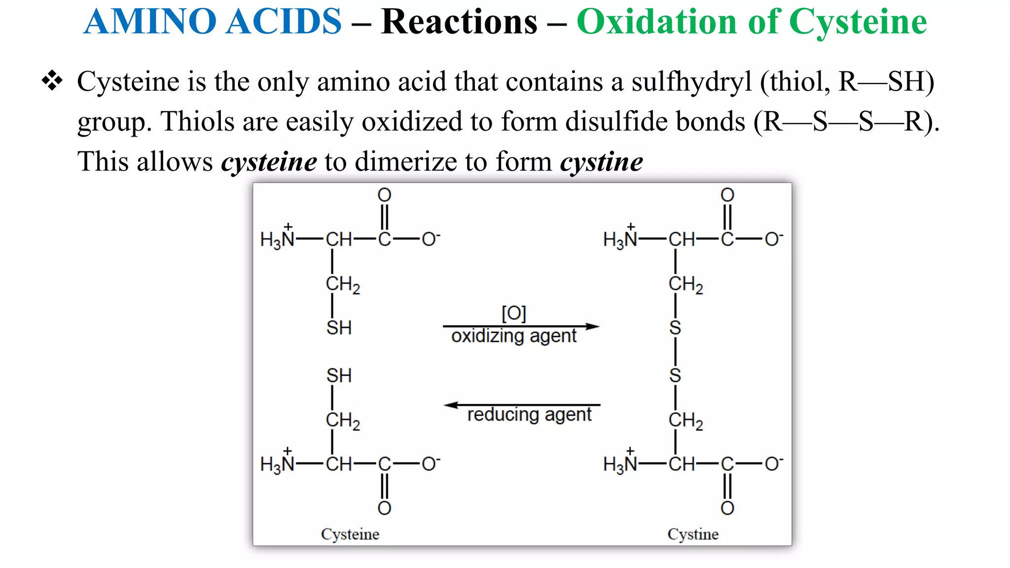 Biochemistry lecture notes aminoacids | PDF