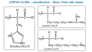 Biochemistry lecture notes aminoacids | PDF