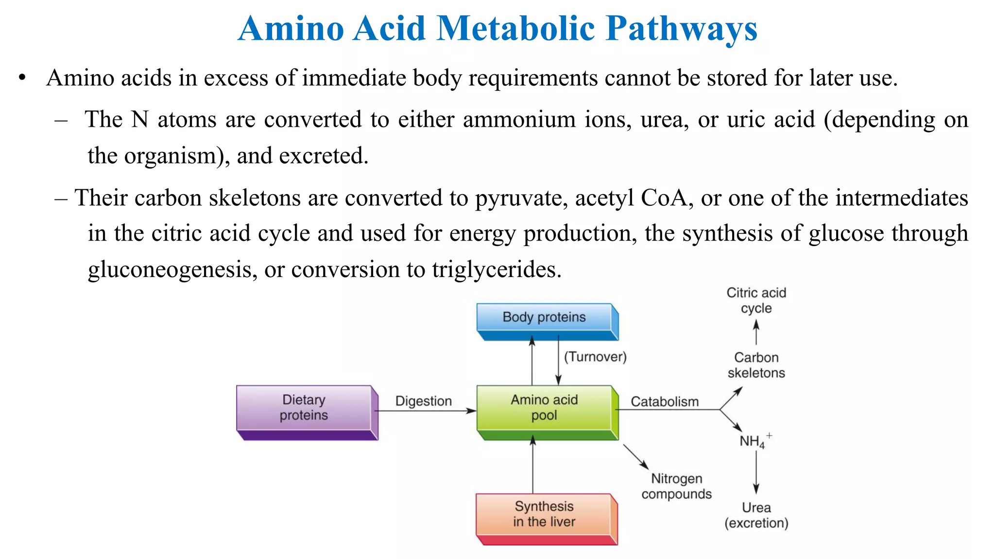 Biochemistry lecture notes amino acids metabolism | PDF