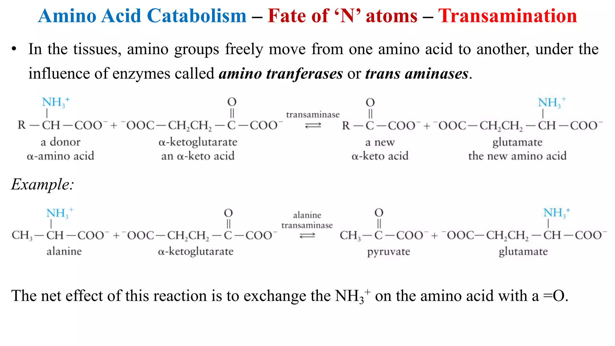 Biochemistry lecture notes amino acids metabolism | PDF